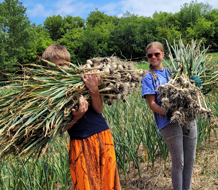 The Rustic Roots Farm Guide to Growing Hardneck Garlic - Rustic Roots Farm